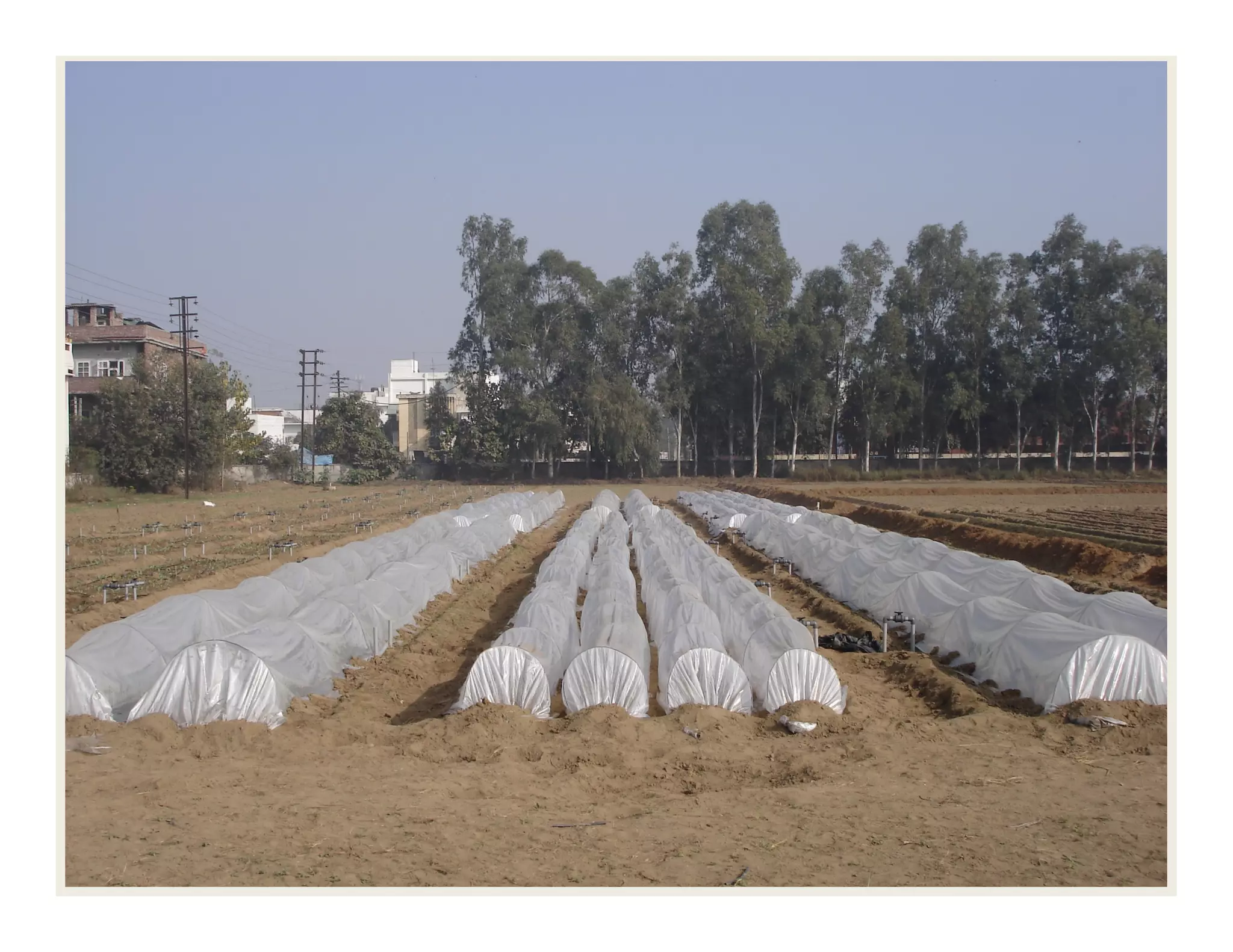 Protected cultivation of vegetables | PDF
