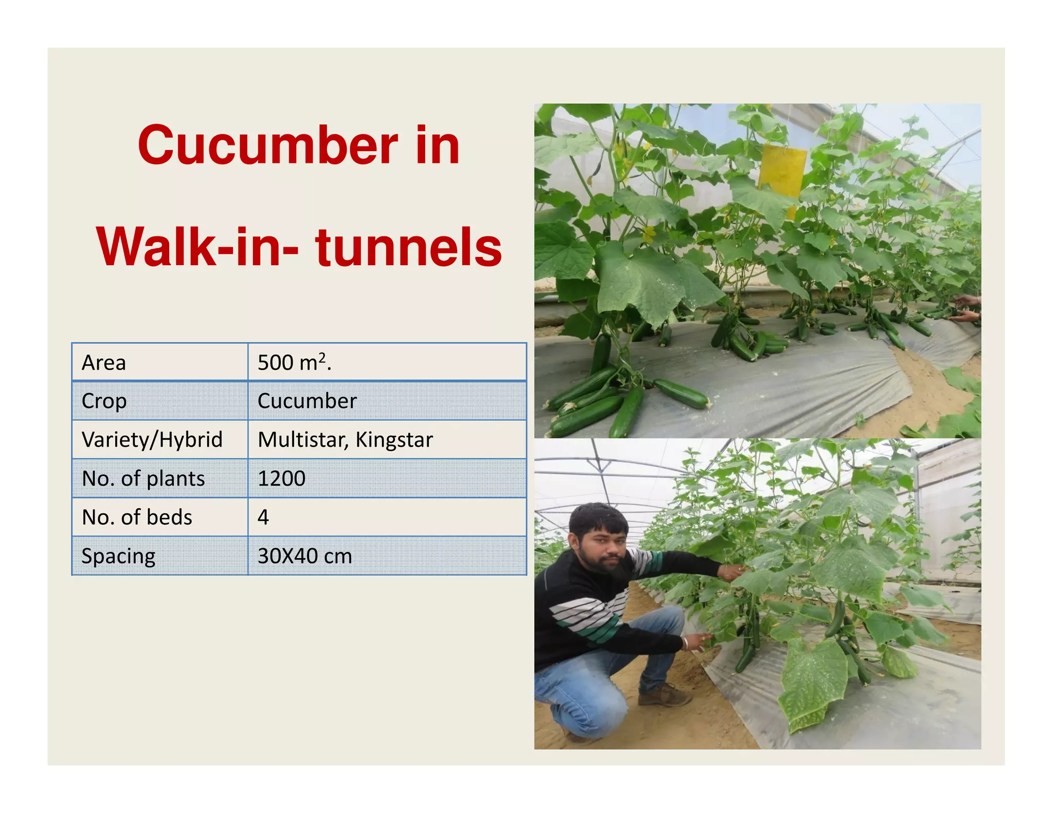 Protected cultivation of vegetables | PDF