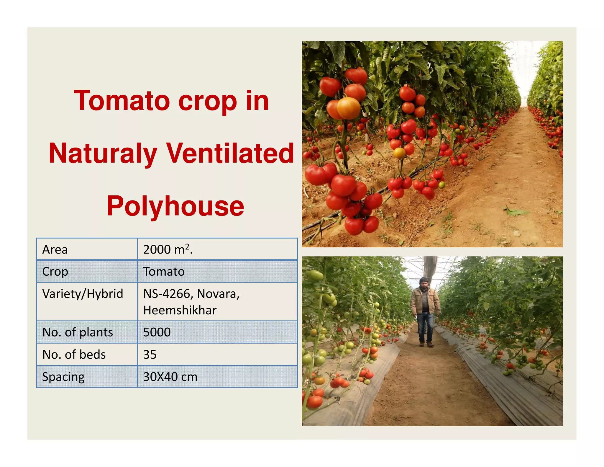 Protected cultivation of vegetables | PDF