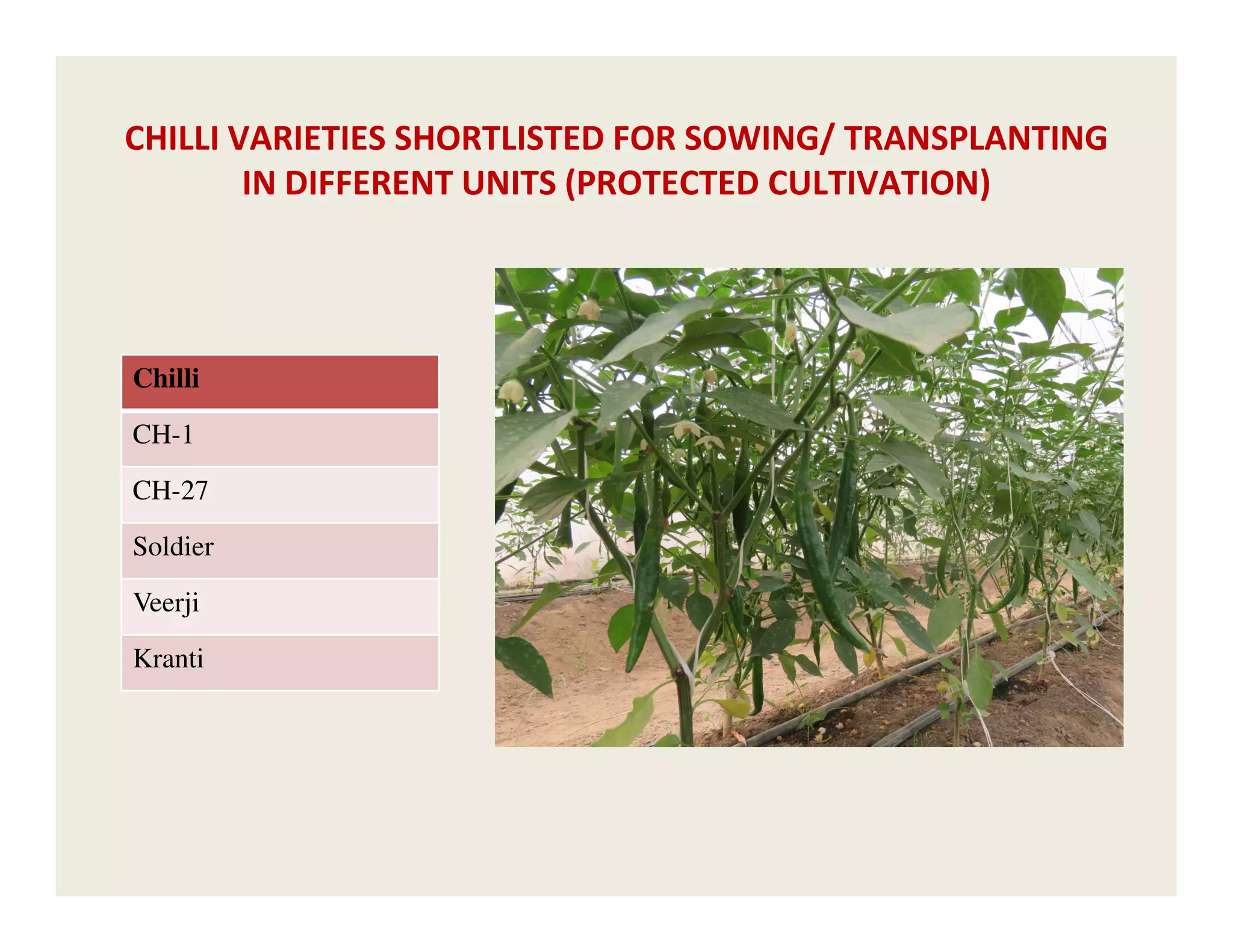 Protected cultivation of vegetables | PDF
