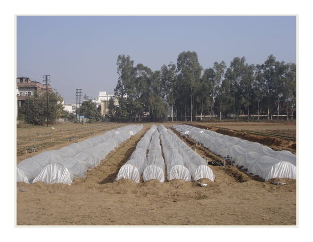 Protected cultivation of vegetables | PDF | Agriculture | Industries