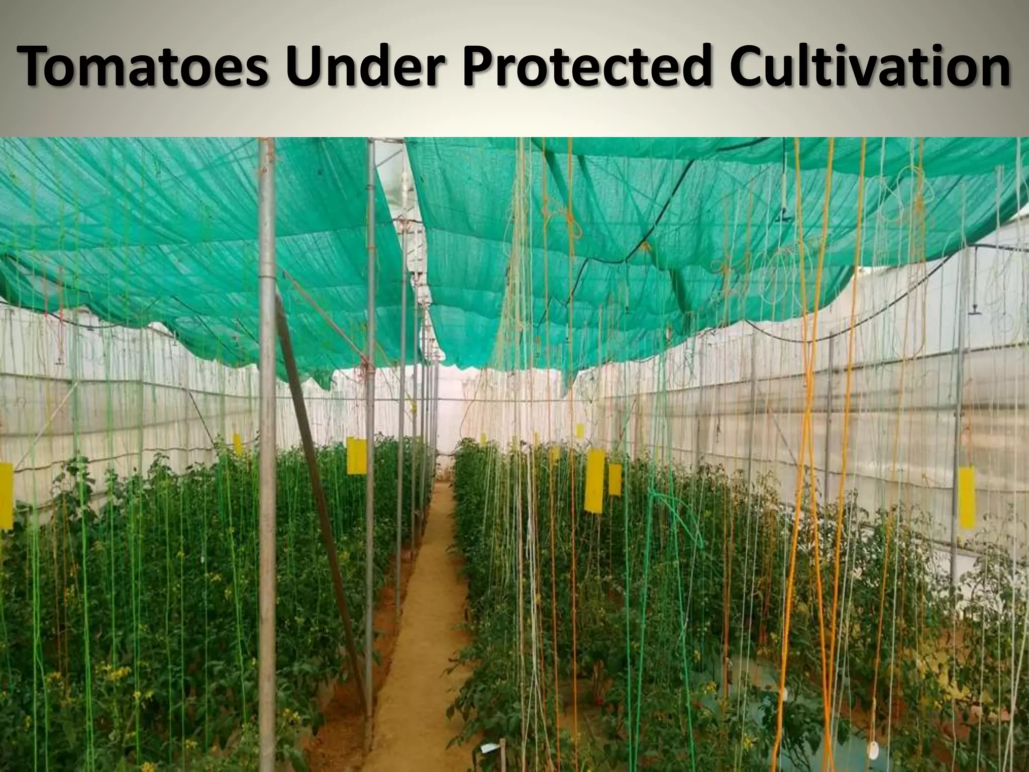 Protected cultivation of vegetable crops BY HARMANJEET | PPT