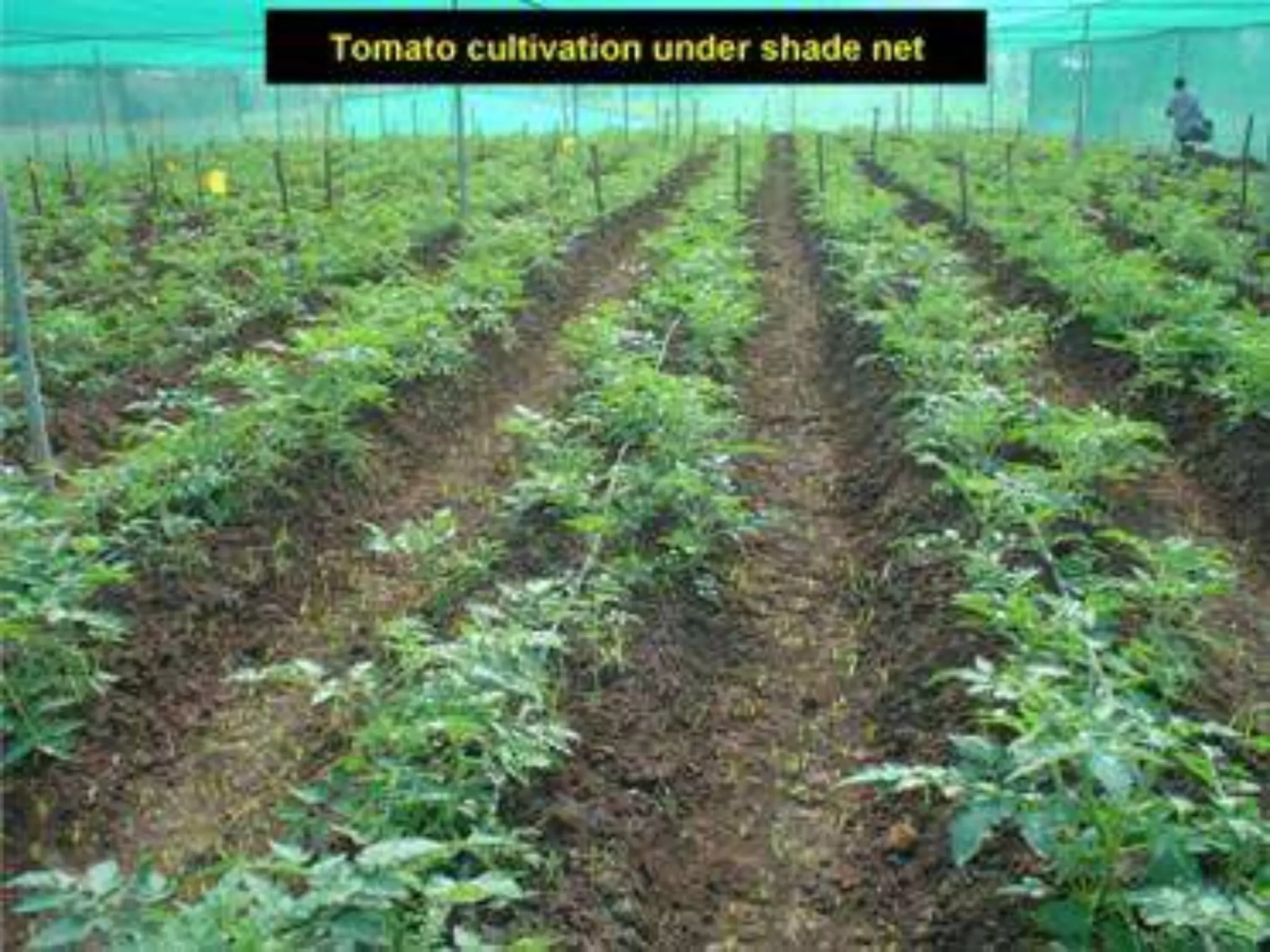 Protected cultivation of vegetable crops BY HARMANJEET | PPTX
