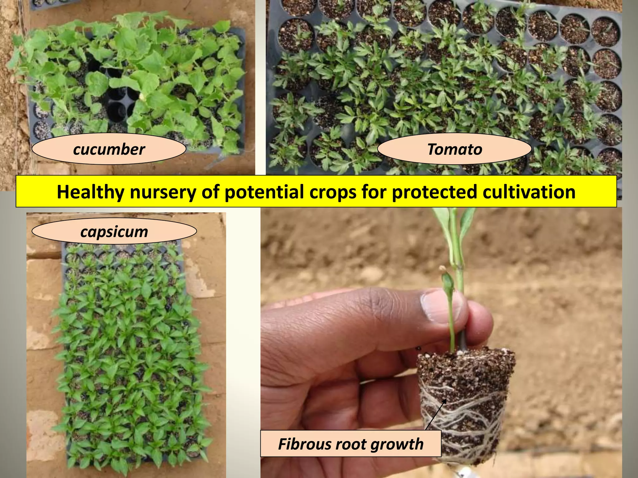 Protected cultivation of vegetable crops BY HARMANJEET | PPTX