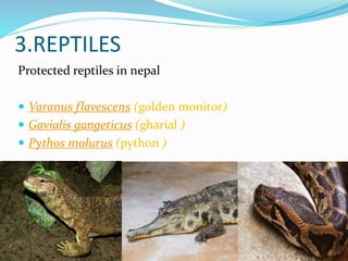 Protected species of nepal | PPTX