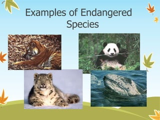 protecting endangered plant and animal species | PPT