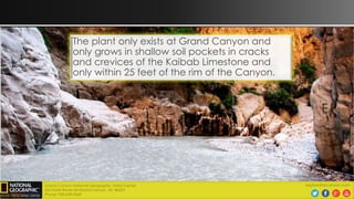 Protecting Grand Canyon Endangered Sentry Milk-Vetch Plant | POTX ...