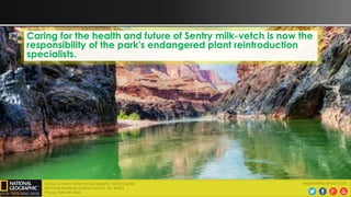Protecting Grand Canyon Endangered Sentry Milk-Vetch Plant | POTX ...