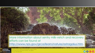 Protecting Grand Canyon Endangered Sentry Milk-Vetch Plant | POTX ...