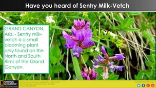 Protecting Grand Canyon Endangered Sentry Milk-Vetch Plant | PPT