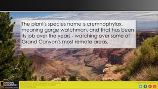 Protecting Grand Canyon Endangered Sentry Milk-Vetch Plant | PPT