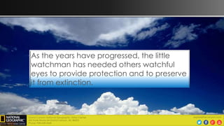 Protecting Grand Canyon Endangered Sentry Milk-Vetch Plant | POTX ...