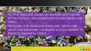 Protecting Grand Canyon Endangered Sentry Milk-Vetch Plant | POTX ...