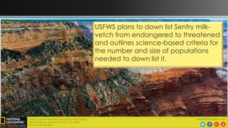 Protecting Grand Canyon Endangered Sentry Milk-Vetch Plant | POTX ...