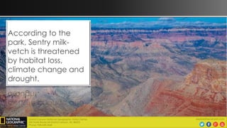 Protecting Grand Canyon Endangered Sentry Milk-Vetch Plant | POTX ...