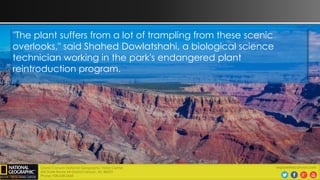 Protecting Grand Canyon Endangered Sentry Milk-Vetch Plant | POTX ...