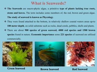 Protection of habitat of corals,mangrooves,seaweeds,sea grass beds | PPTX