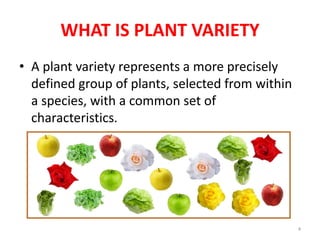 Protection of plant vareities and farmers right act, 2001 | PPTX