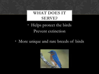 Protection of the birds | PPT
