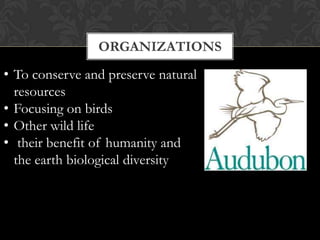 Protection of the birds | PPT