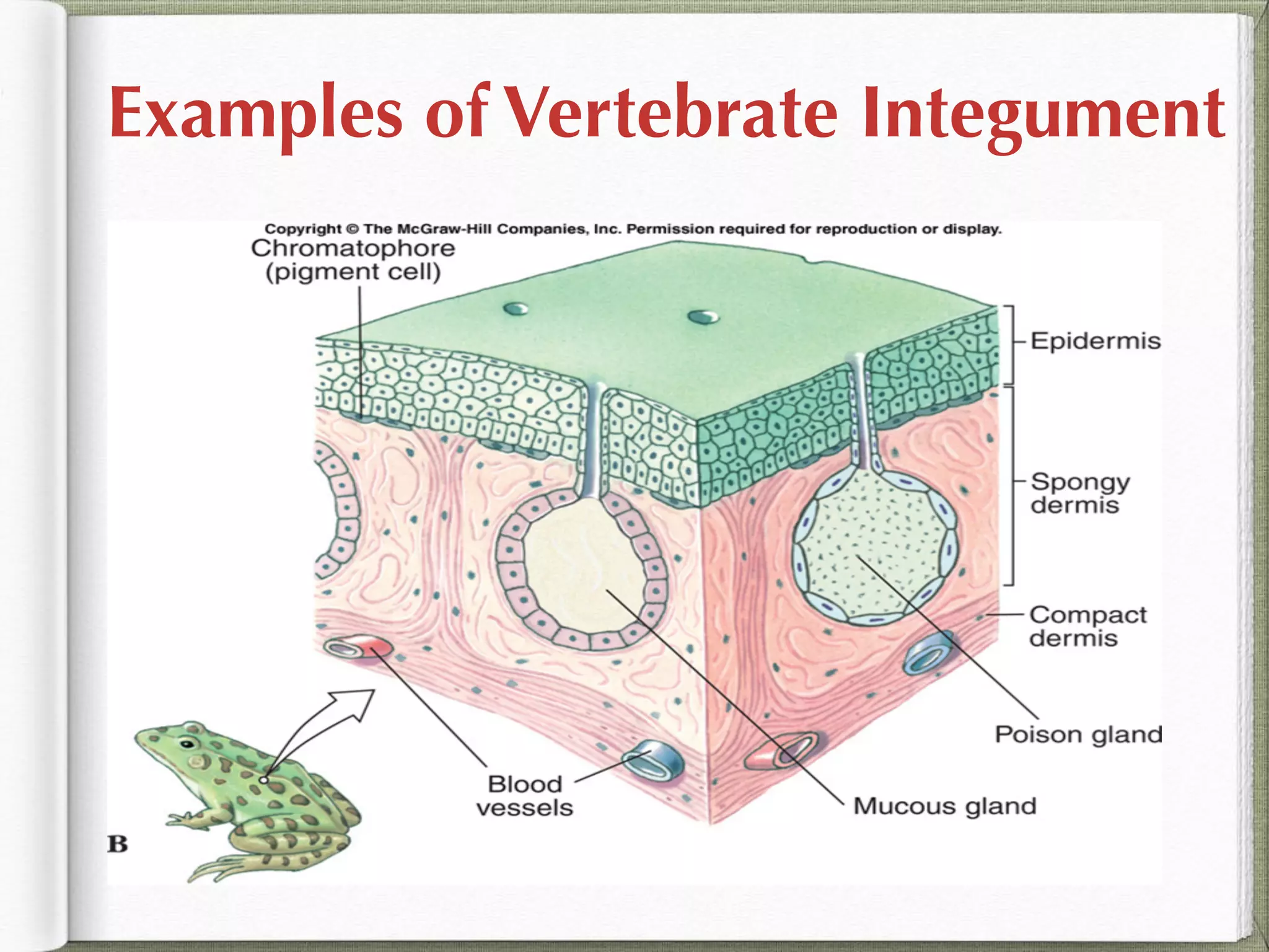 Protection, Support and Movement | PDF