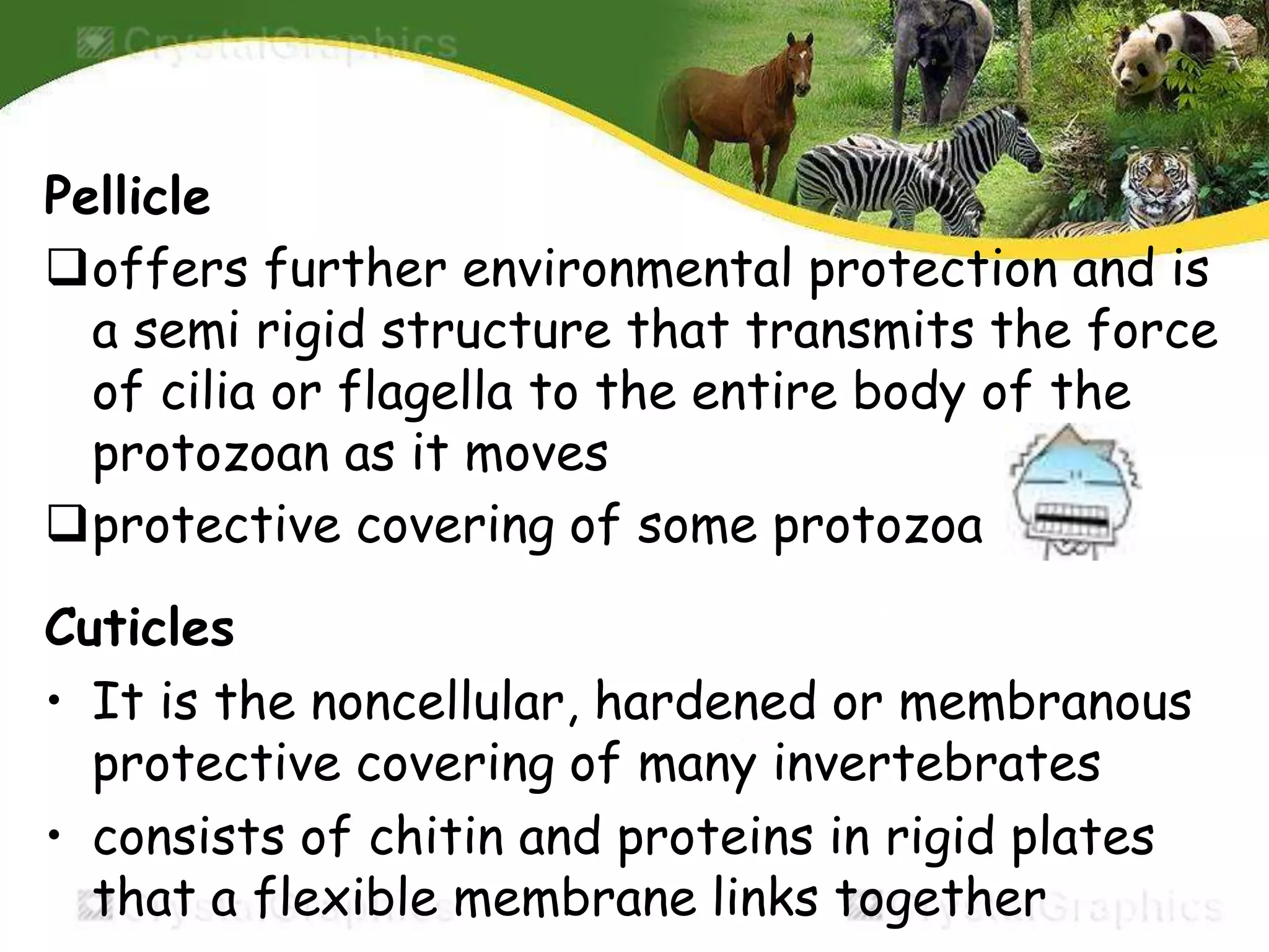 Protection, support and movement in animals | PPTX