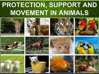 Protection, support and movement in animals | PPTX