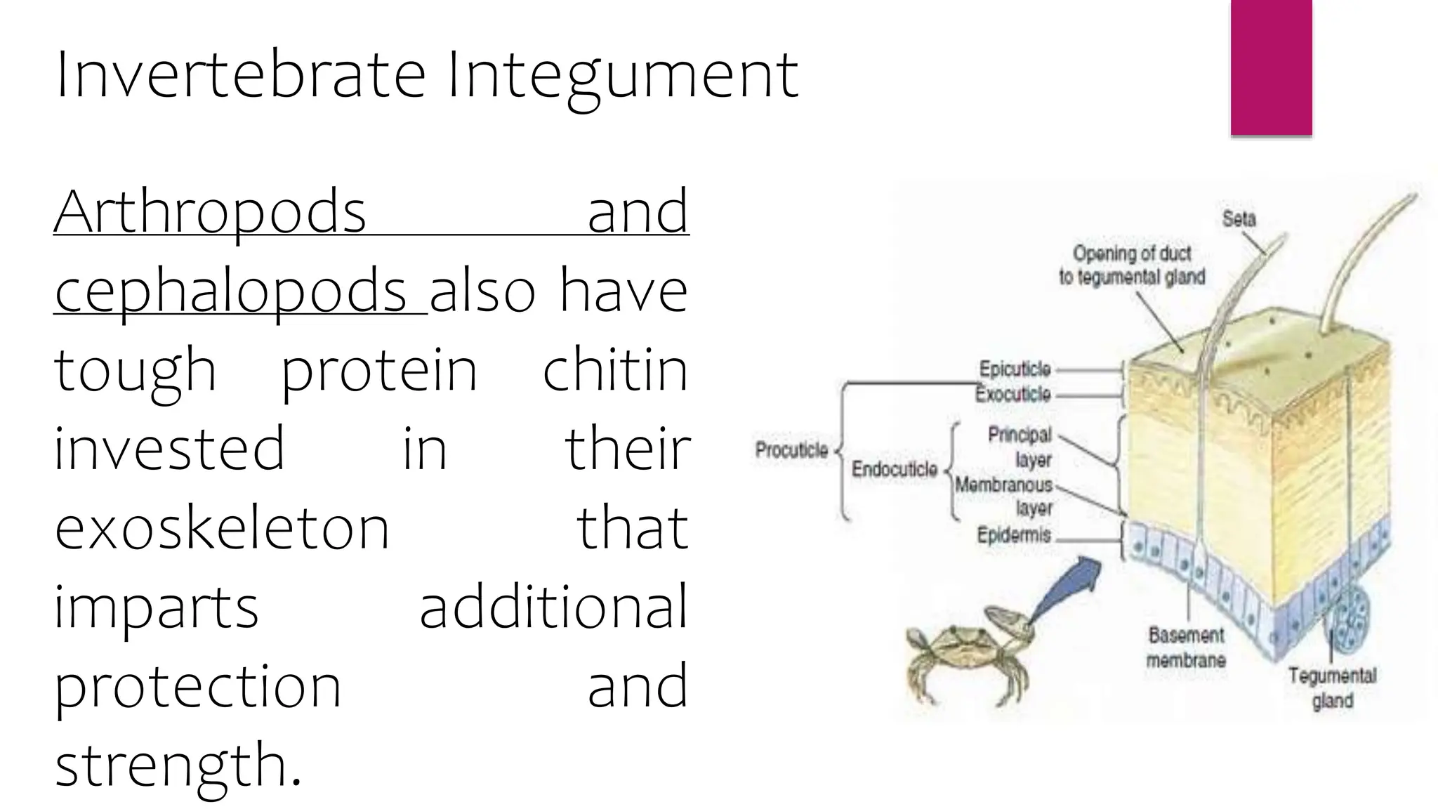 PROTECTION, SUPPORT, AND MOVEMENT IN ANIMALS.pptx
