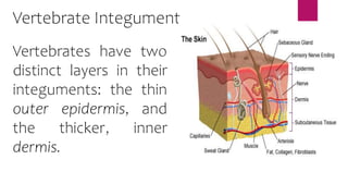 PROTECTION, SUPPORT, AND MOVEMENT IN ANIMALS.pptx