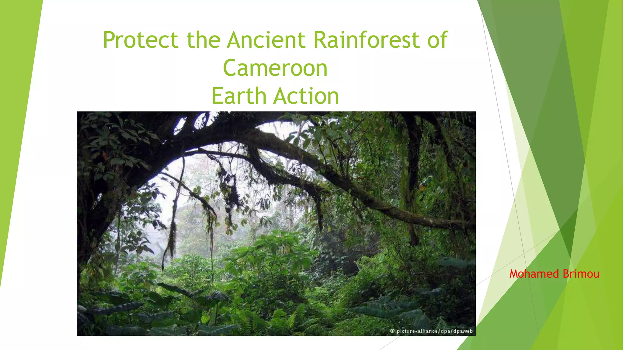 Protect the ancient rainforest of cameroon mohamed brimou (2) | PPTX