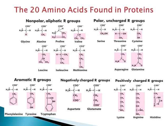 Amino acid & Protein | PPT