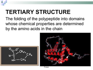 Protein | PPT