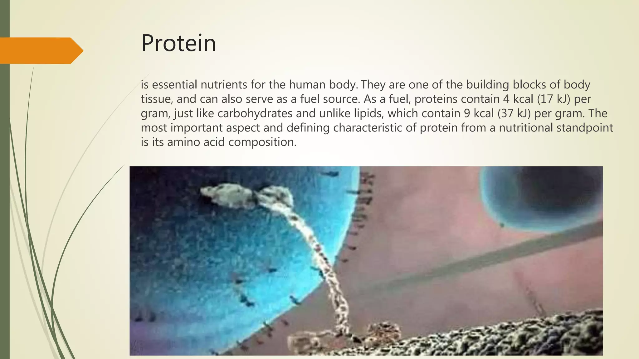 Protein (Nutrient) | PPTX