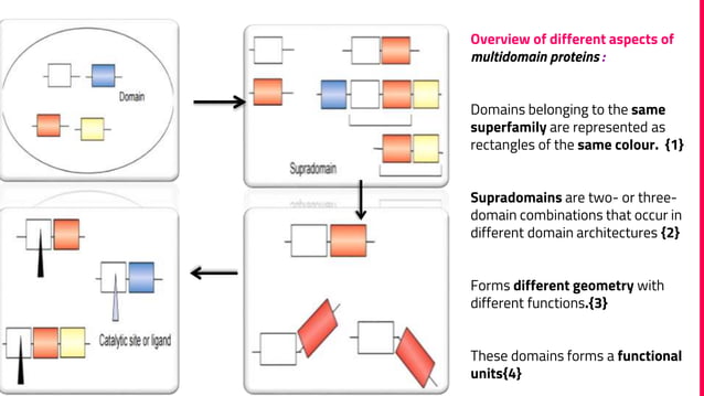 MODULAR NATURE OF PROTEINS | PPTX
