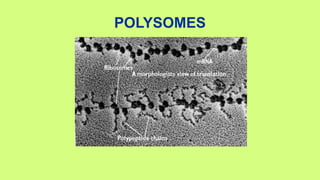 Protein synthesis | PPTX