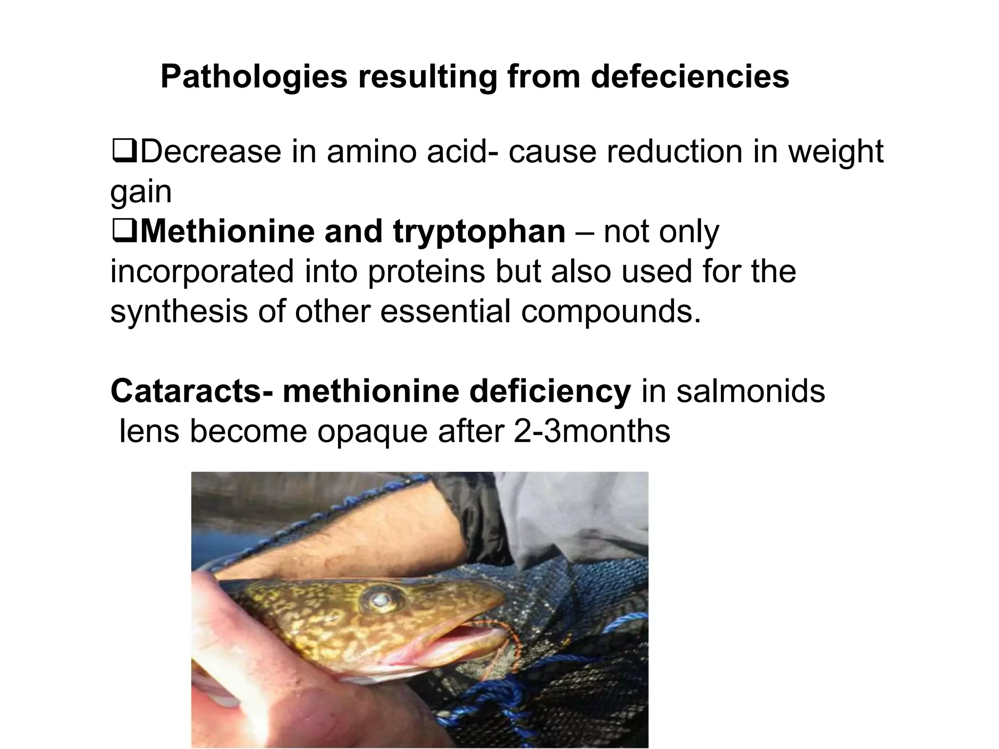 Protein in fishes | PPTX