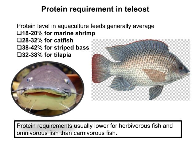 Protein in fishes | PPT