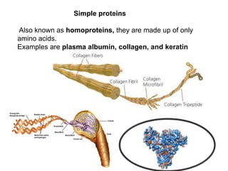 Protein in fishes | PPT