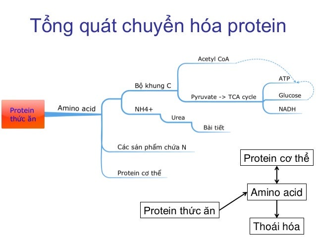 PROTEIN VÀ CHUYỂN HÓA PROTEIN
