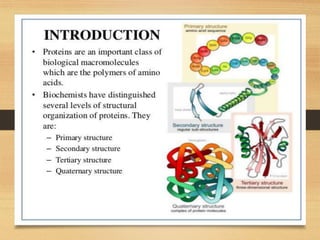 Protein | PDF