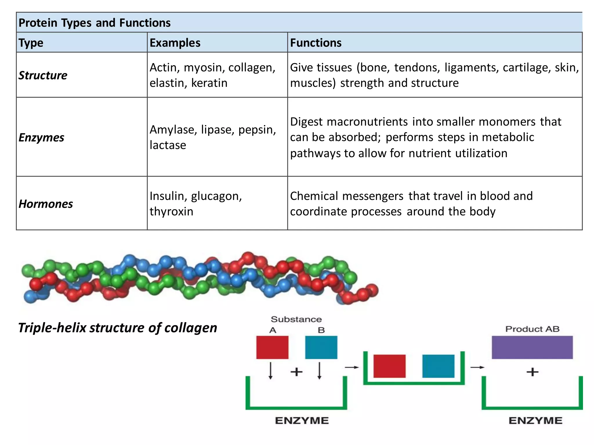Protein.pdf