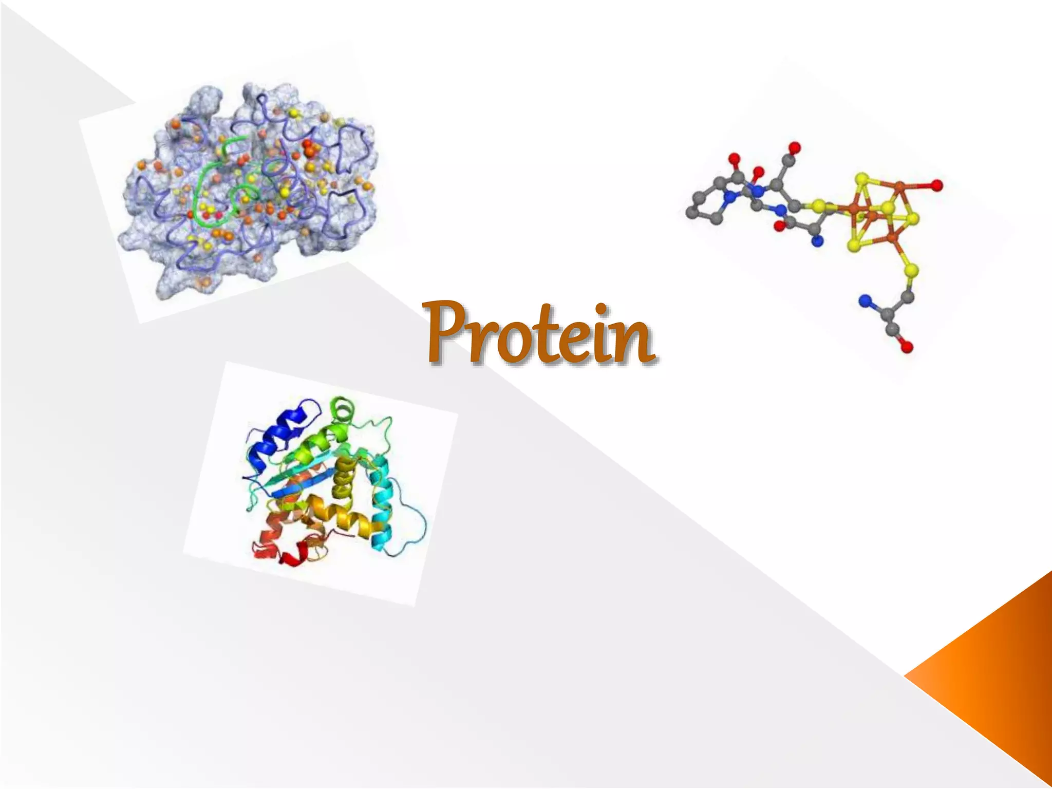 protein.pptx