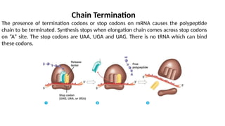 protein synthesis in Prpkaryotes and euk.pptx