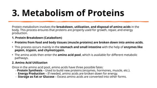 Understanding Proteins: Structure, Function, metabolism and Dietary ...