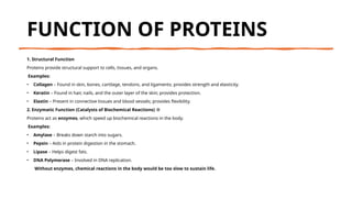 Understanding Proteins: Structure, Function, metabolism and Dietary ...