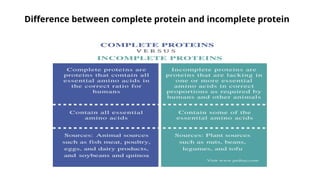 Understanding Proteins: Structure, Function, metabolism and Dietary ...