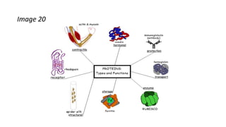 Protein-Biosynthesis-and-Structure-of-Proteins-1.pptx.pdf