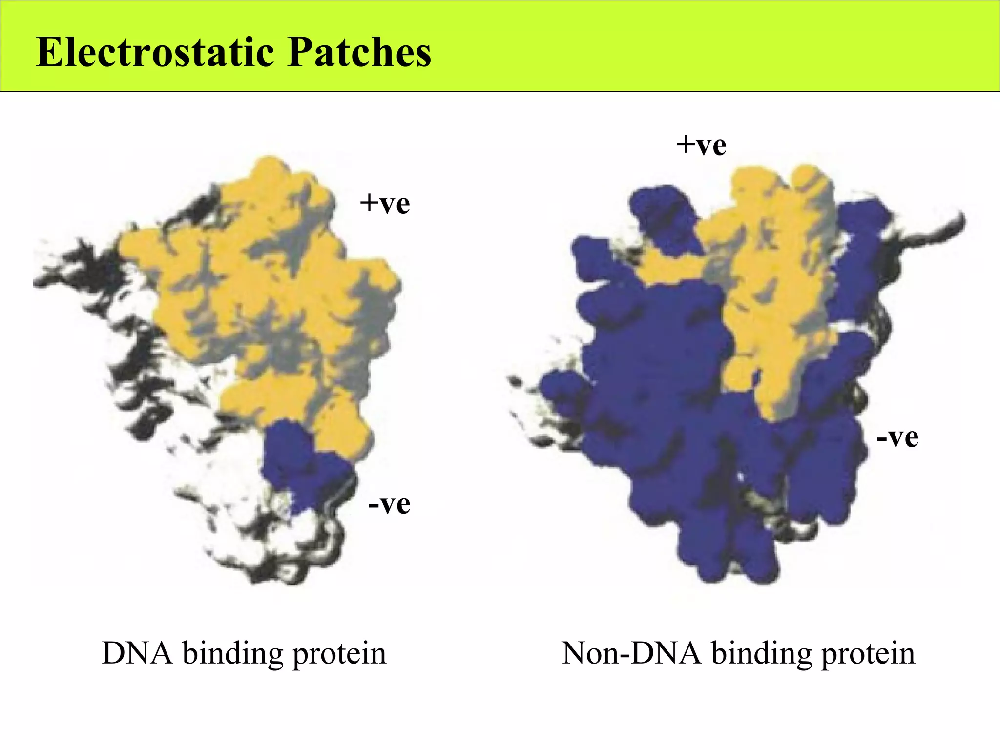 Protein dna interaction | PPT
