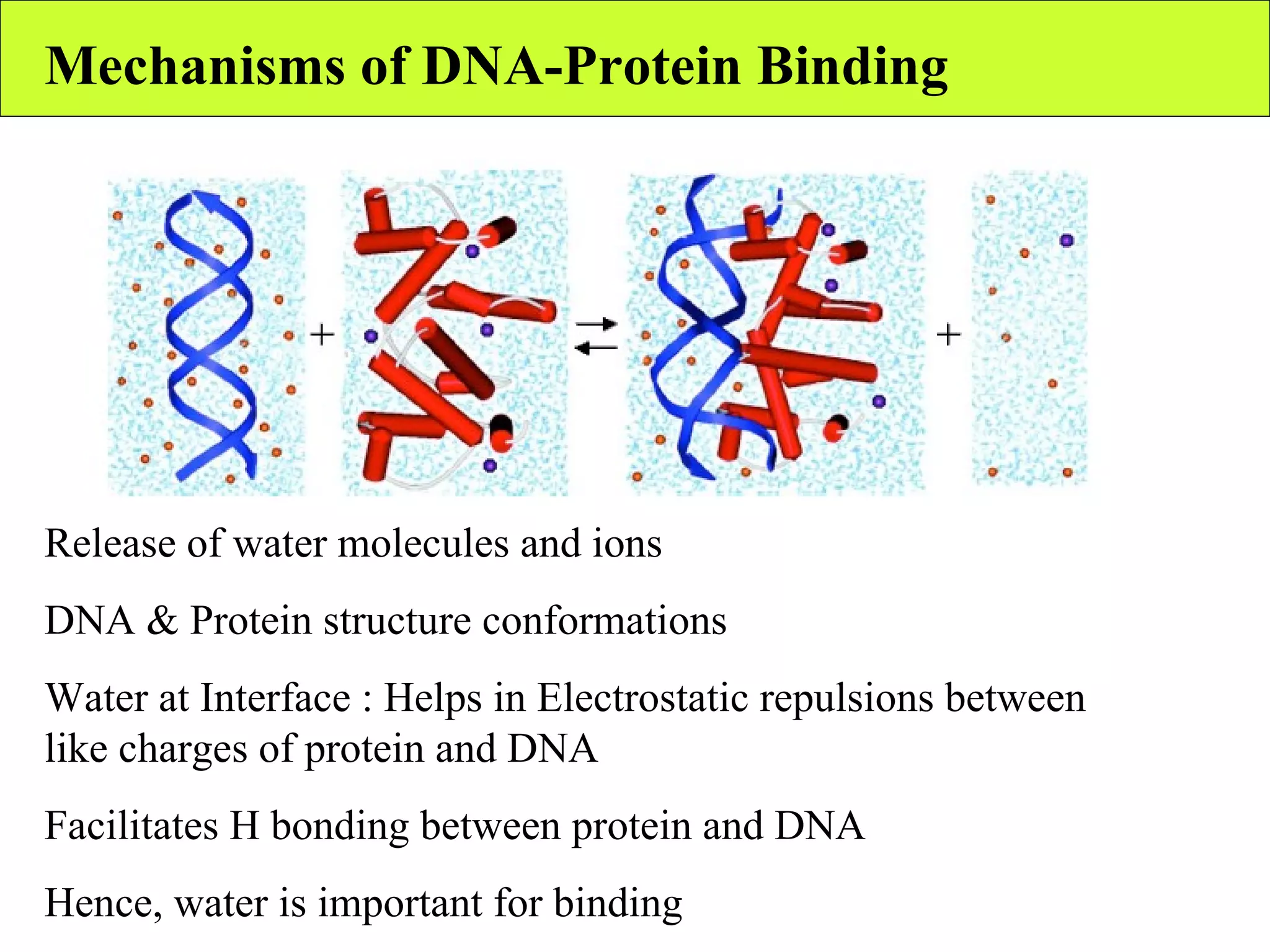 Protein dna interaction | PPT
