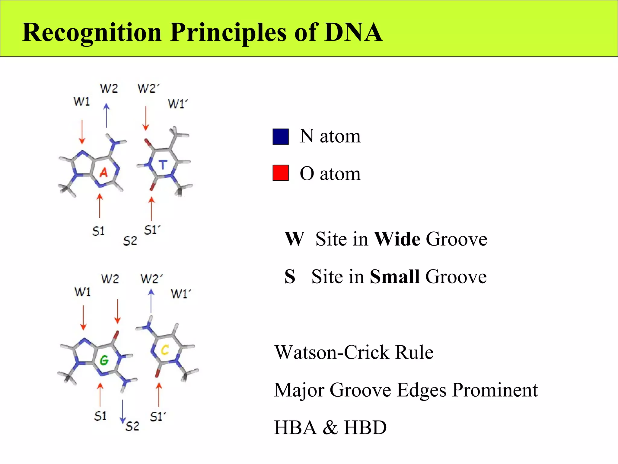 Protein dna interaction | PPT